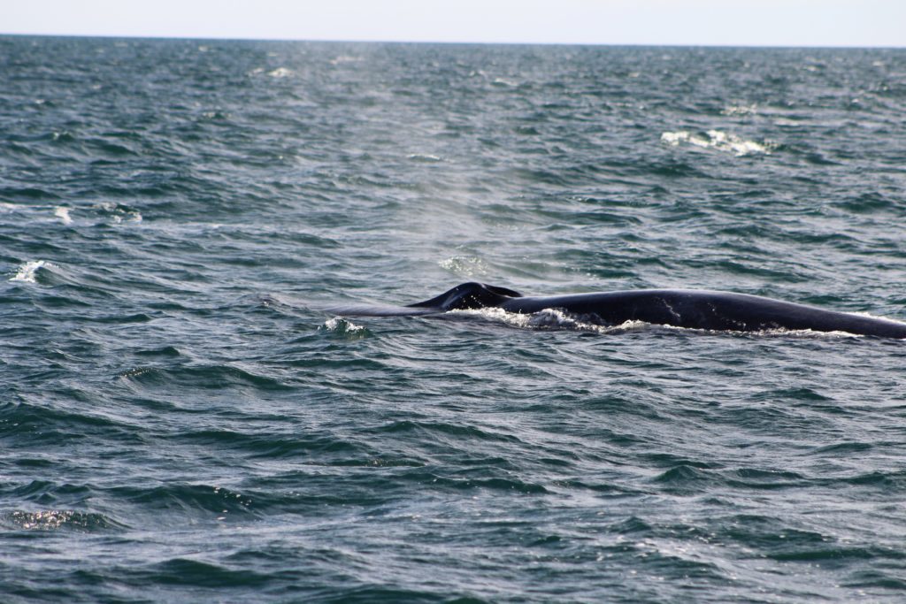 WHALE WATCHING TOUR - Rocky Point Adventures